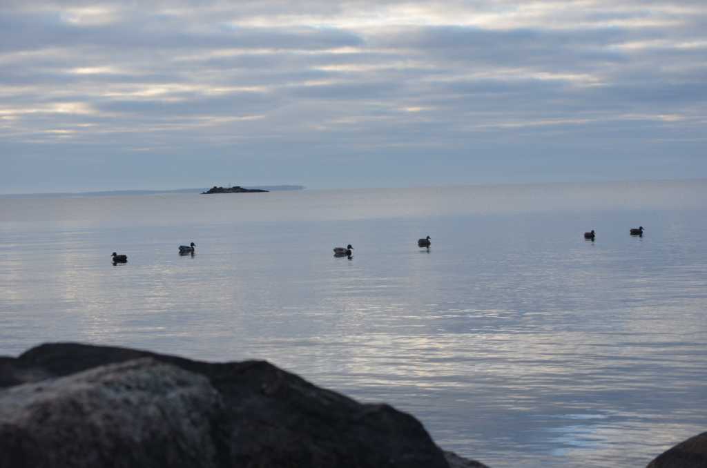 Duck Hunting The Walleye Capital of the World - Lake of the Woods