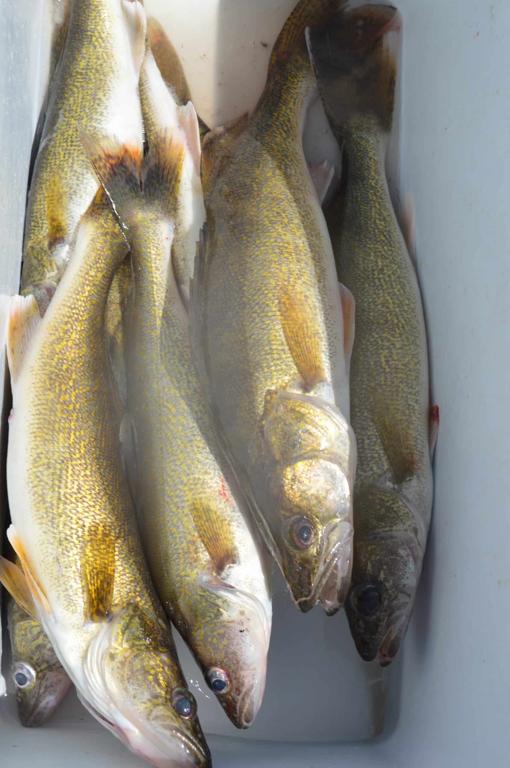 cooler-of-walleyes - Lake of the Woods