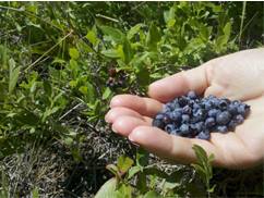 blueberries - Lake of the Woods