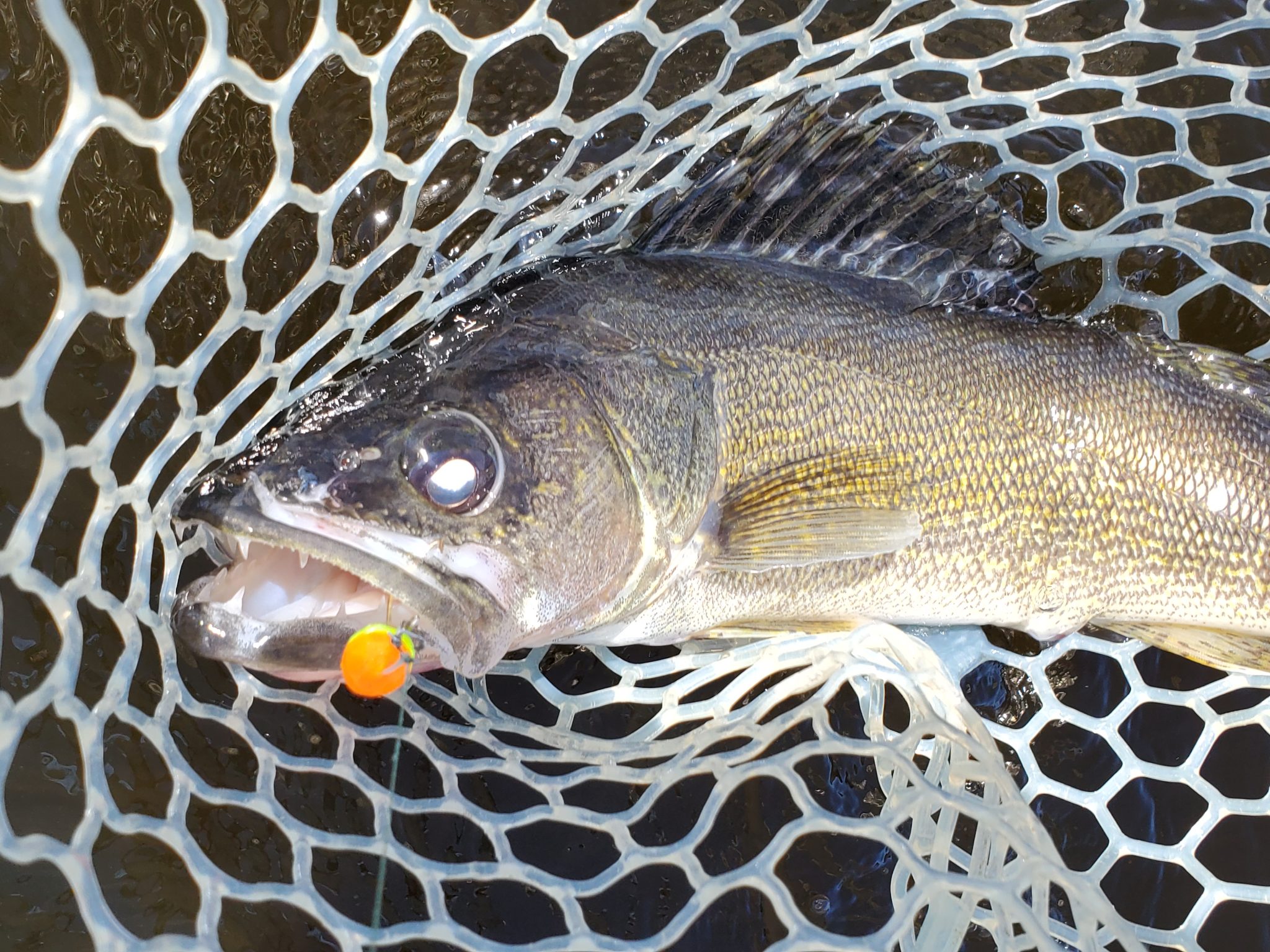 On the Water Decisions for Summer Walleyes - Lake of the Woods