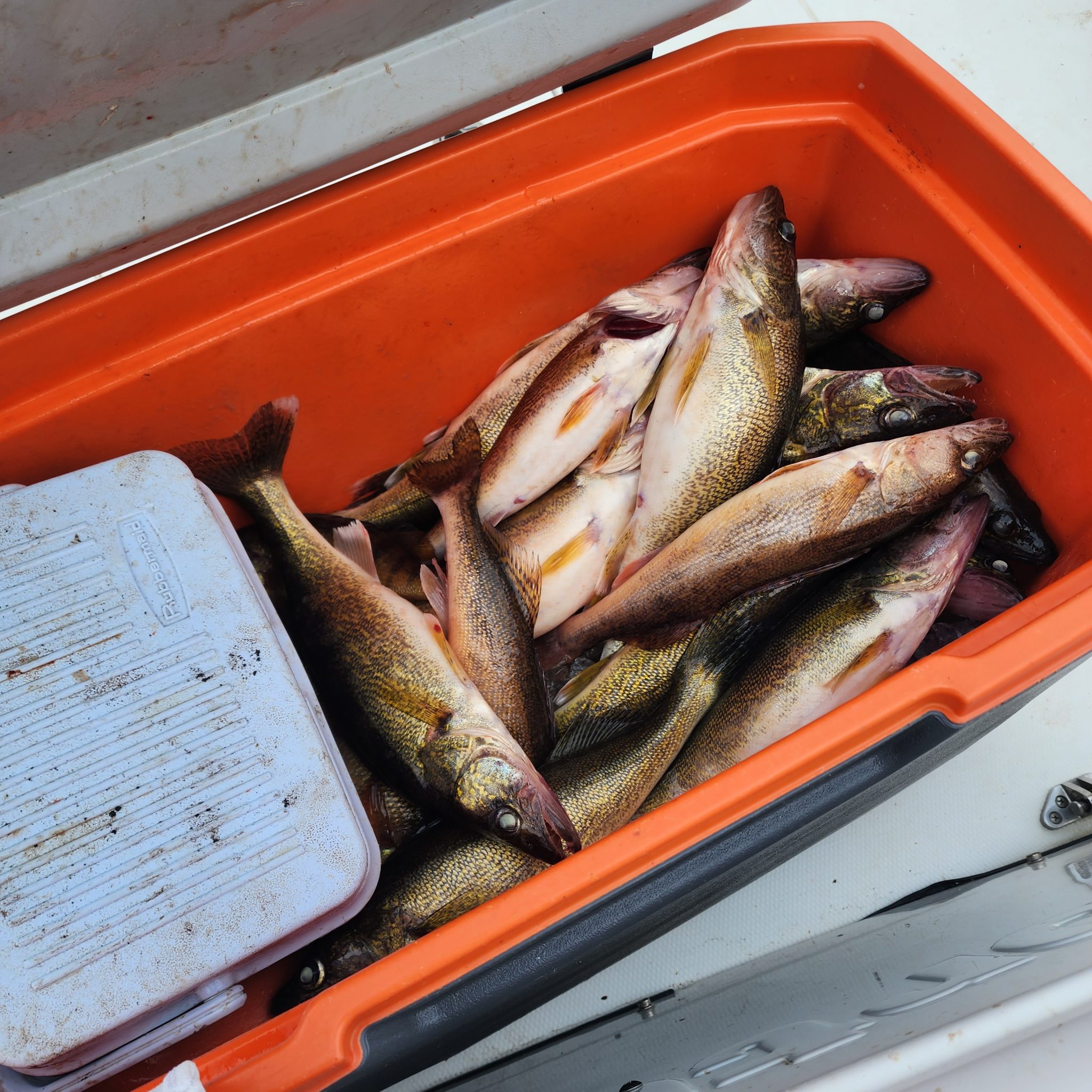 The Bite is On! An Incredible Day of Walleye Fishing on a Charter Boat ...