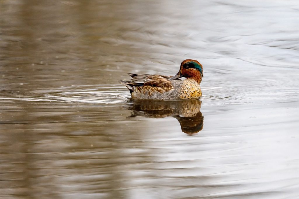 Special Teal and Early Goose Seasons Open September 2nd - Lake of the Woods