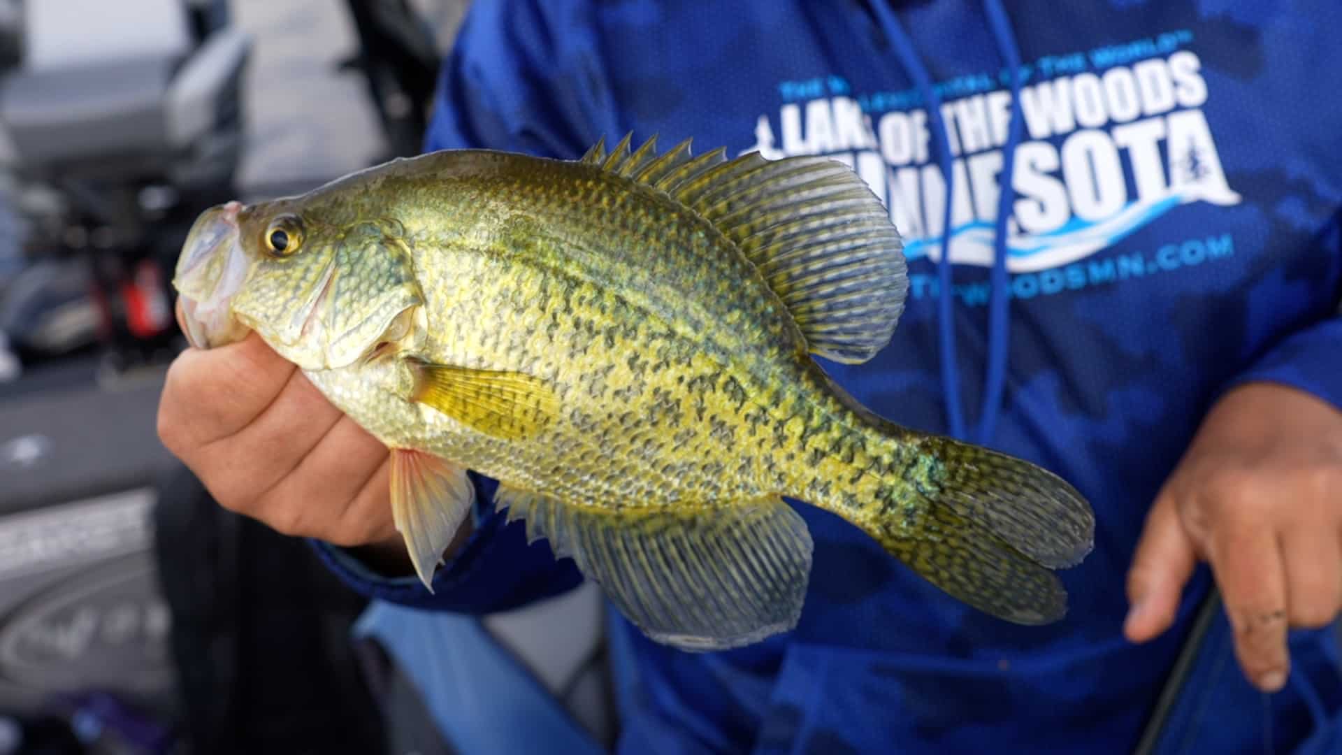 Incredible Multi-species of Fish at Lake of the Woods/Rainy River ...