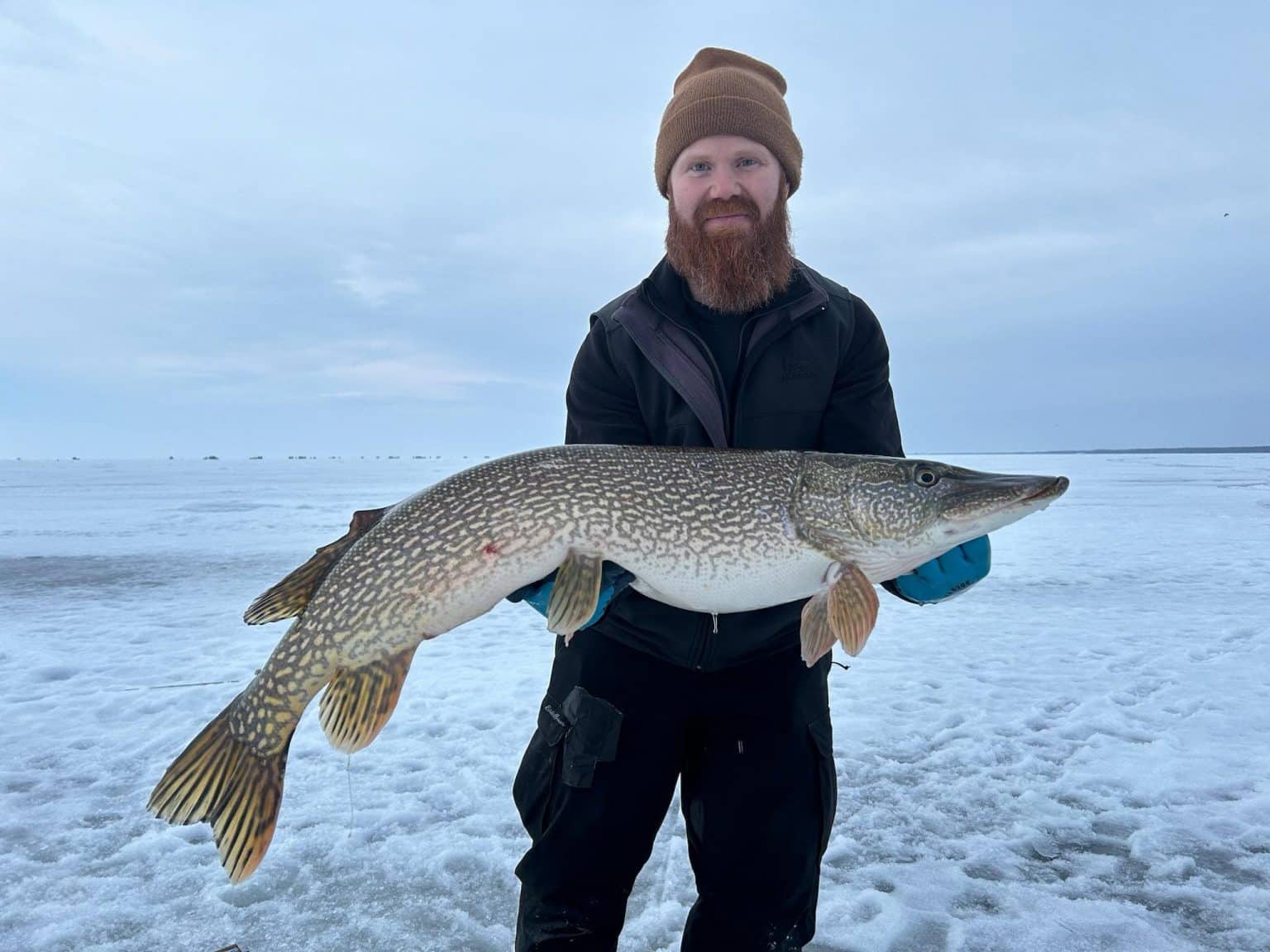 Northern Pike On the Scene - Lake of the Woods