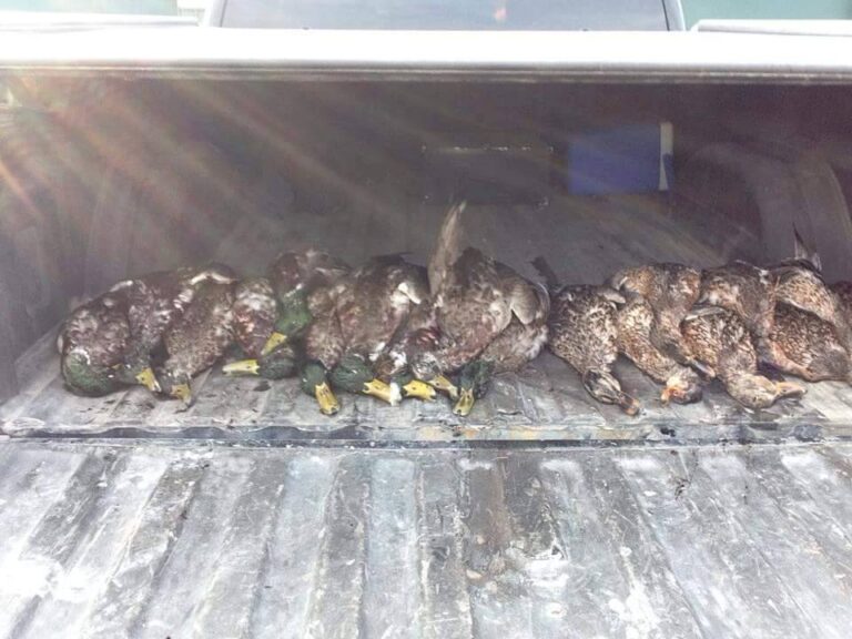 Fall Hunting Opportunies...Beautiful Waterfowl